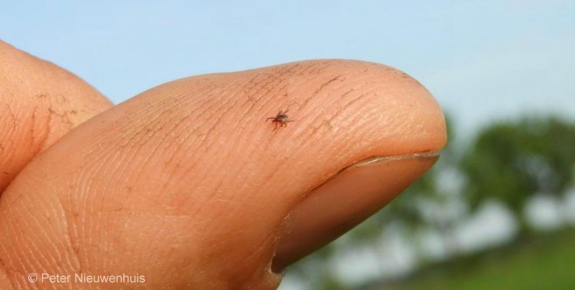 Let op teken, ze zijn weer actief - Omroep NOOS