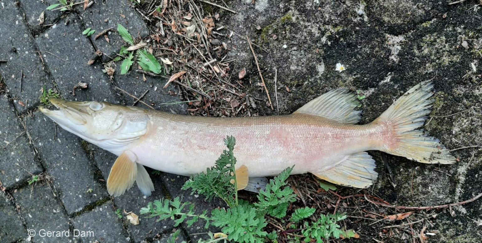 Weer dode vissen in vijver Baalder - Omroep NOOS