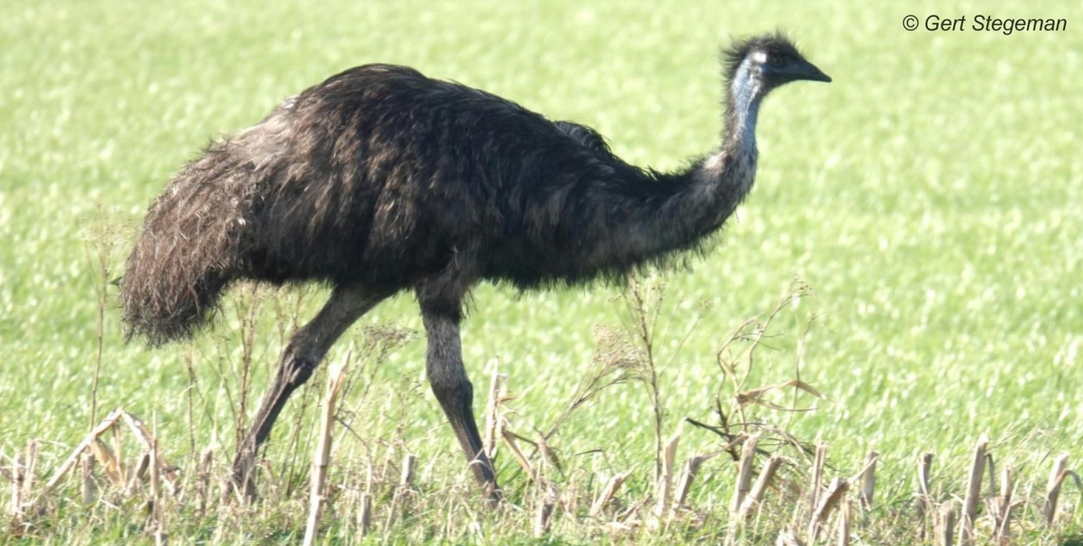 Emoe bij Lutten laat zich niet vangen - Omroep NOOS