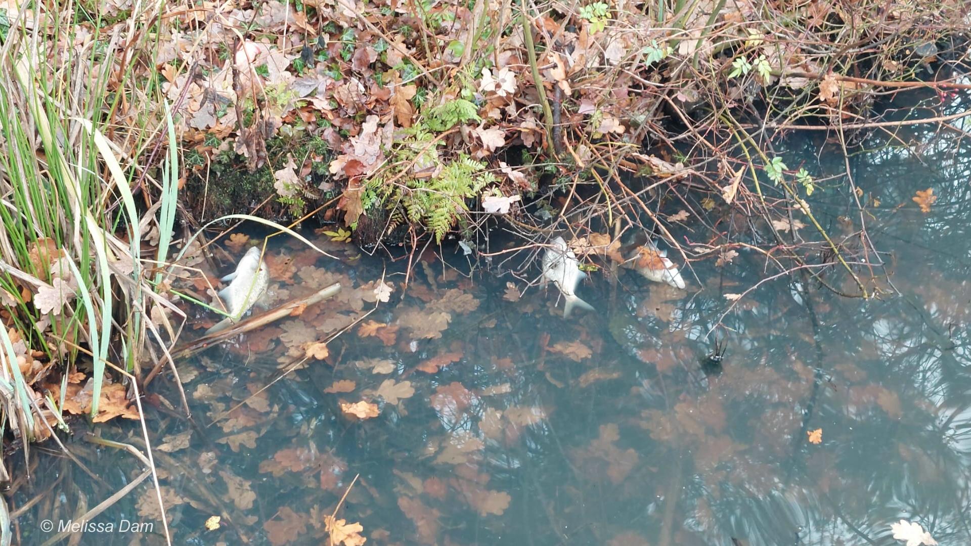 Weer dode vissen in vijver Baalder - Omroep NOOS